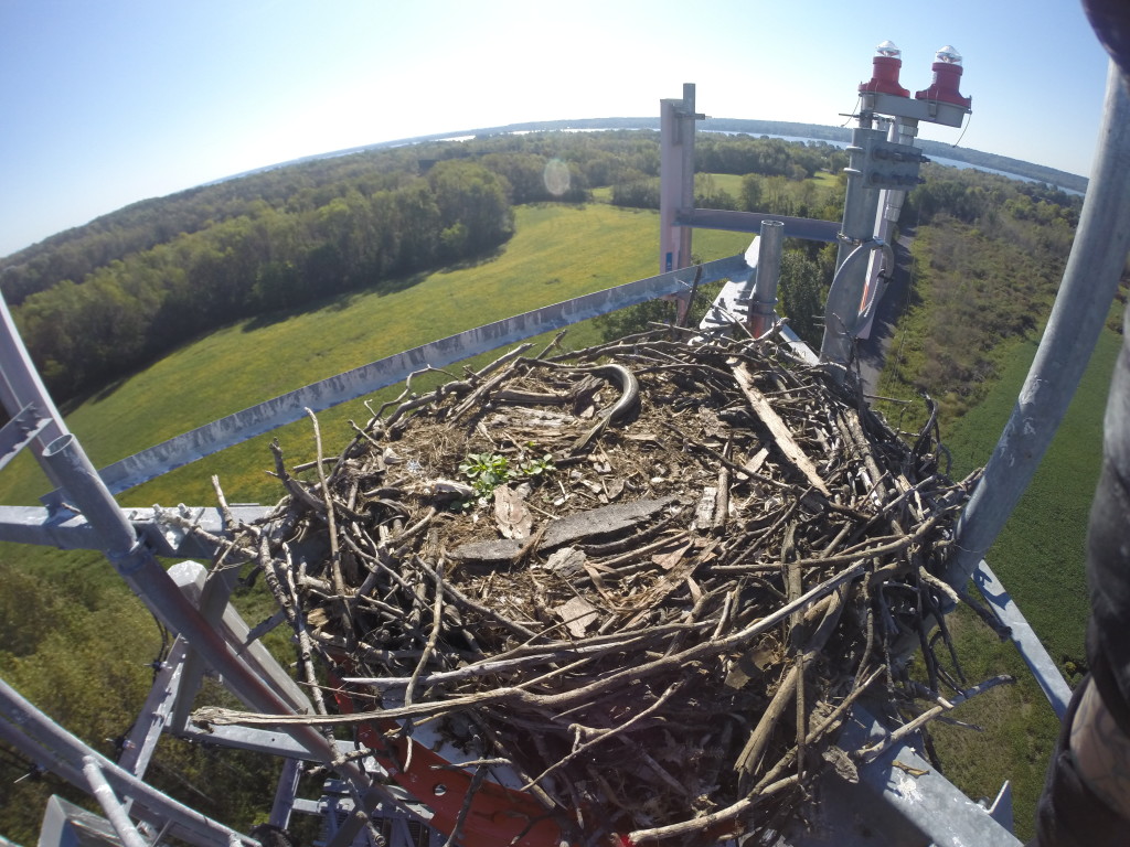 Osprey Nest on Cell Tower – Bird Control - Wildlifeshield.ca