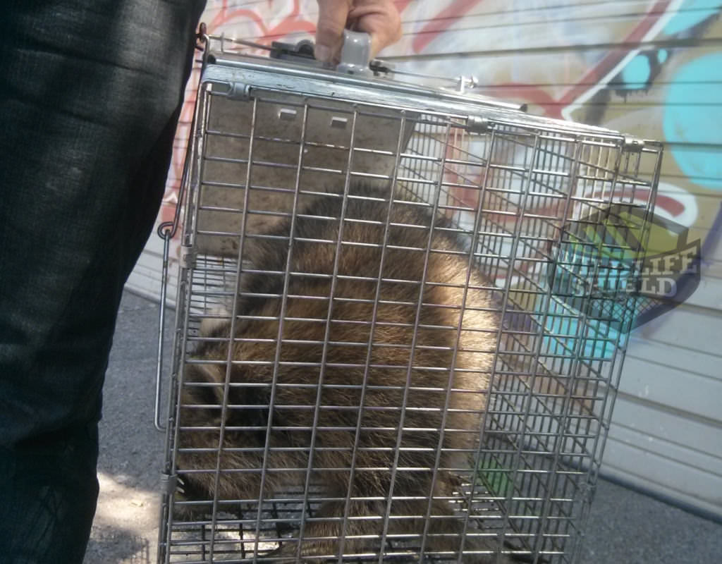 Raccoon Removal Toronto - Professional Wildlife Control Services