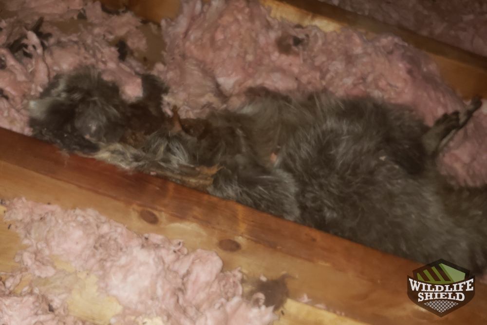 Case Study: Raccoons Destroy Soffits and Attic Insulation in Malvern ...