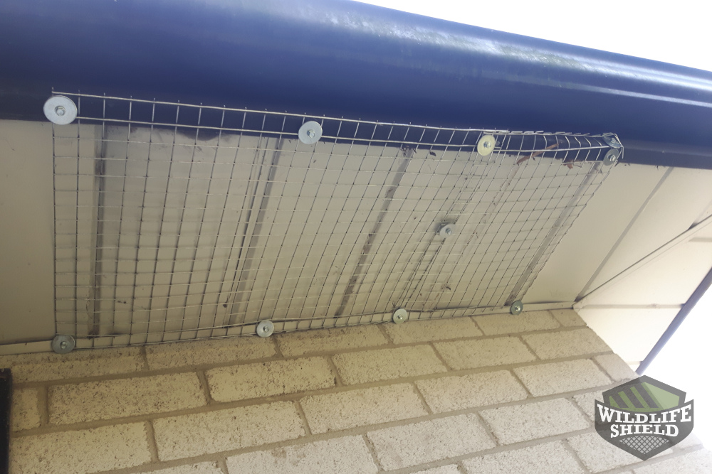 Case Study: Raccoons Destroy Soffits and Attic Insulation in Malvern ...