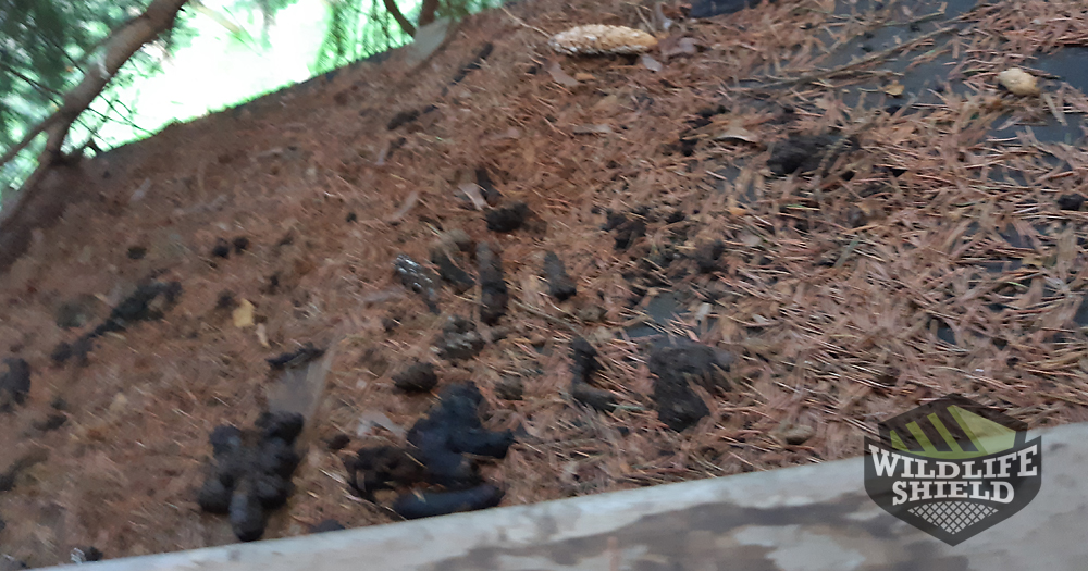 Case Study: Raccoons Dirty Shed with Feces - Wildlifeshield.ca