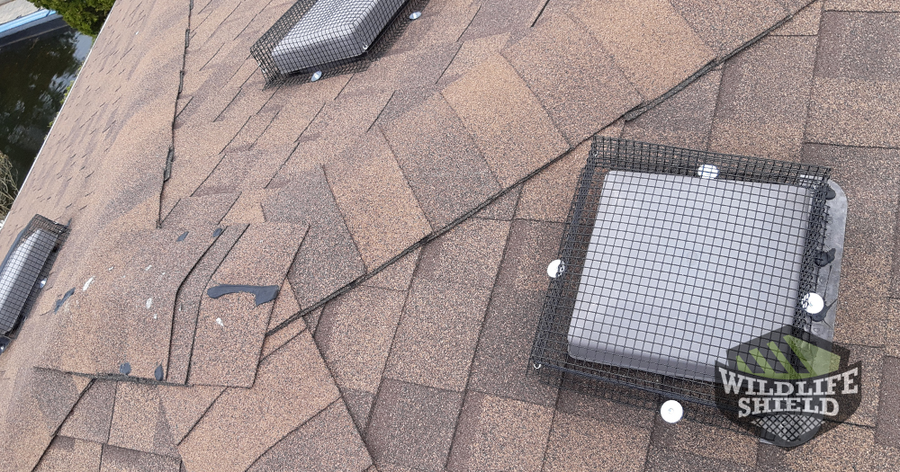 Case Study: Mother Raccoon Breaks Roof Vents to Reach Oakville Attic ...