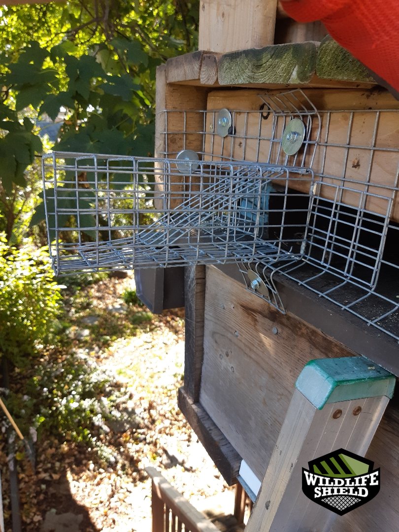 Squirrel Entry Exclusion at Rear Soffit and Deck Line – Toronto ...